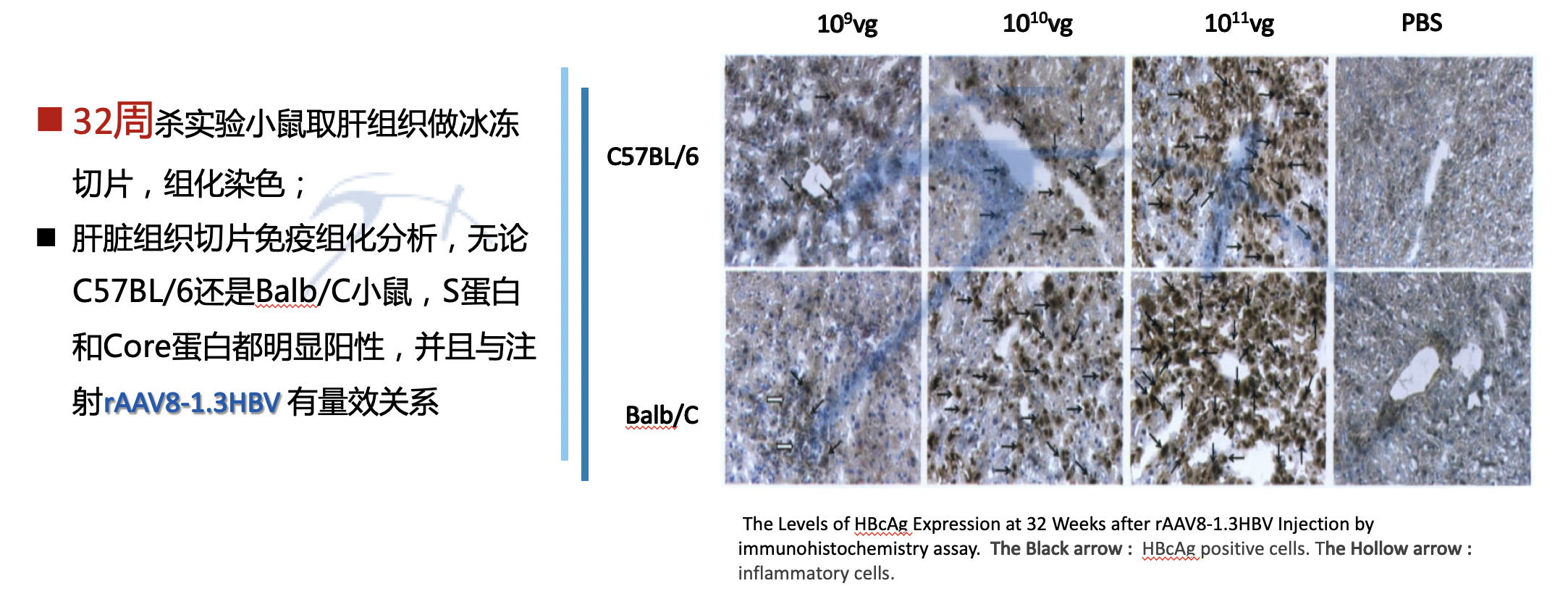 北京五加和基因科技有限公司 - 北京五加和基因科技有限公司